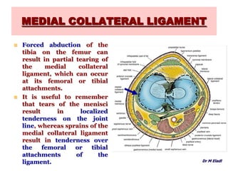 Anatomy of the Knee Joint | PPTX
