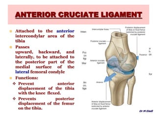 Anatomy of the Knee Joint | PPTX