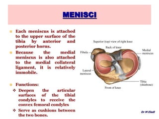 Anatomy of the Knee Joint | PPTX