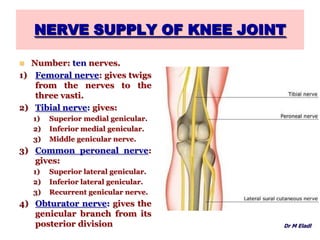 Anatomy of the Knee Joint | PPTX