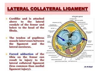 Anatomy of the Knee Joint | PPTX