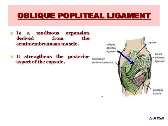 Anatomy of the Knee Joint