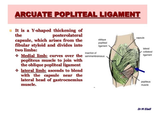Anatomy of the Knee Joint