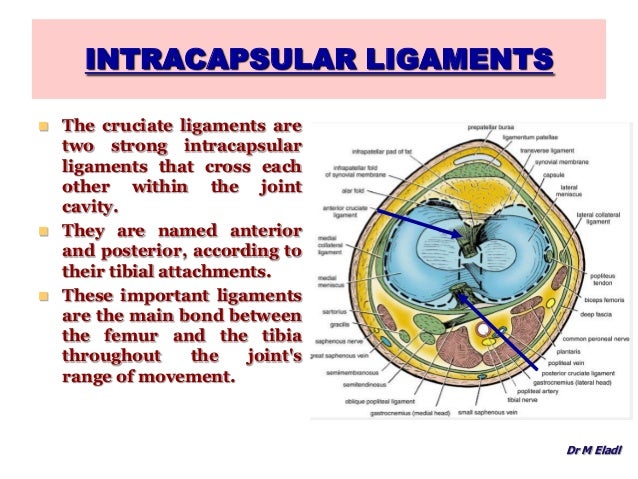 Anatomy of the Knee Joint
