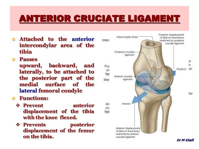 Anatomy of the Knee Joint