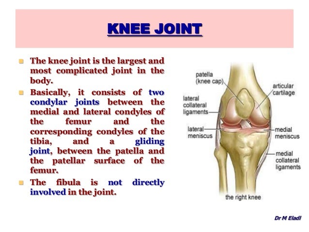 Anatomy of the Knee Joint