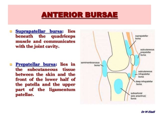 Anatomy of the Knee Joint