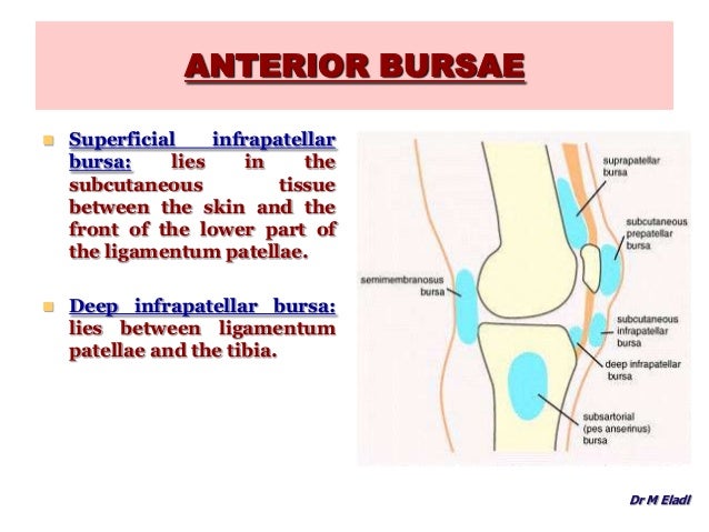 Anatomy of the Knee Joint