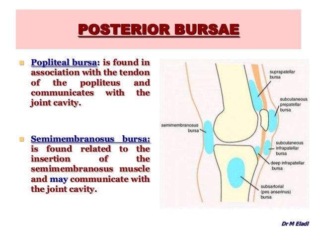 Anatomy of the Knee Joint