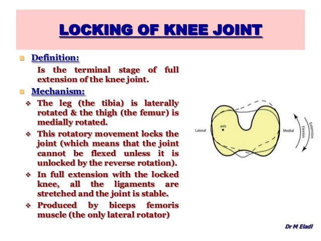 Anatomy of the Knee Joint