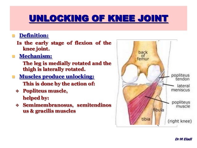 Anatomy of the Knee Joint