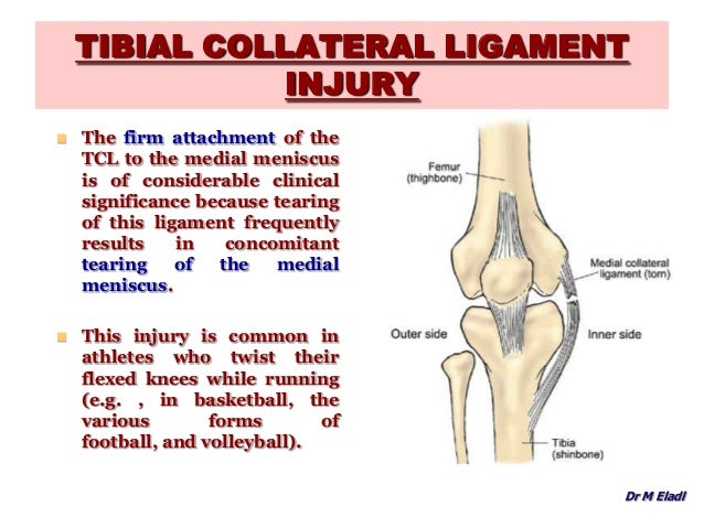 Anatomy of the Knee Joint