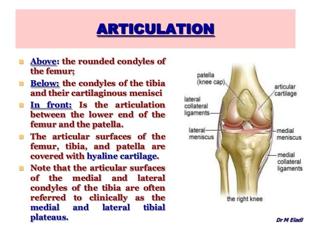 What Does Articulate Mean In Anatomy What Does Articulate Mean In Anatomy