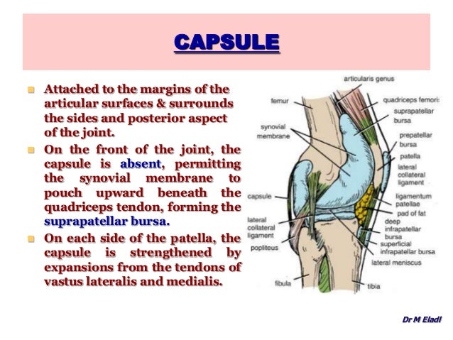 Anatomy of the Knee Joint
