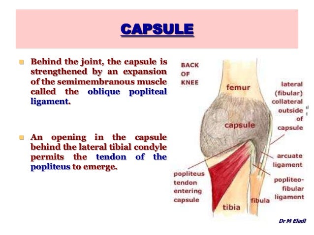 Anatomy of the Knee Joint