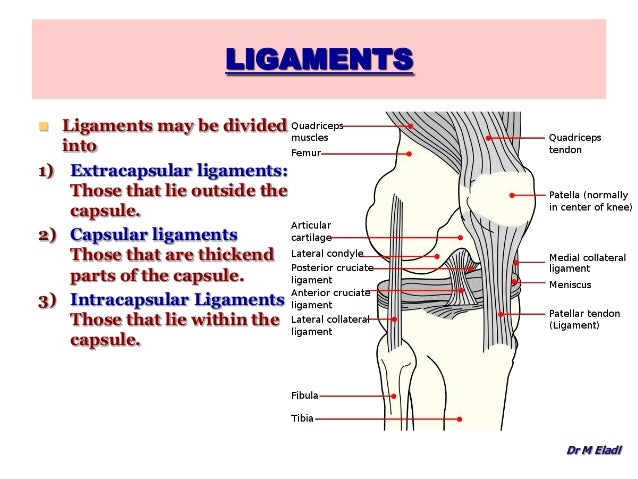 Left Knee Ligaments Diagram