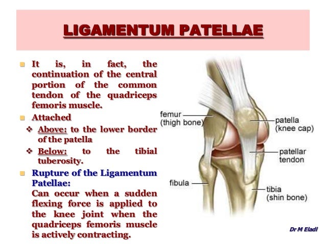 Anatomy of the Knee Joint