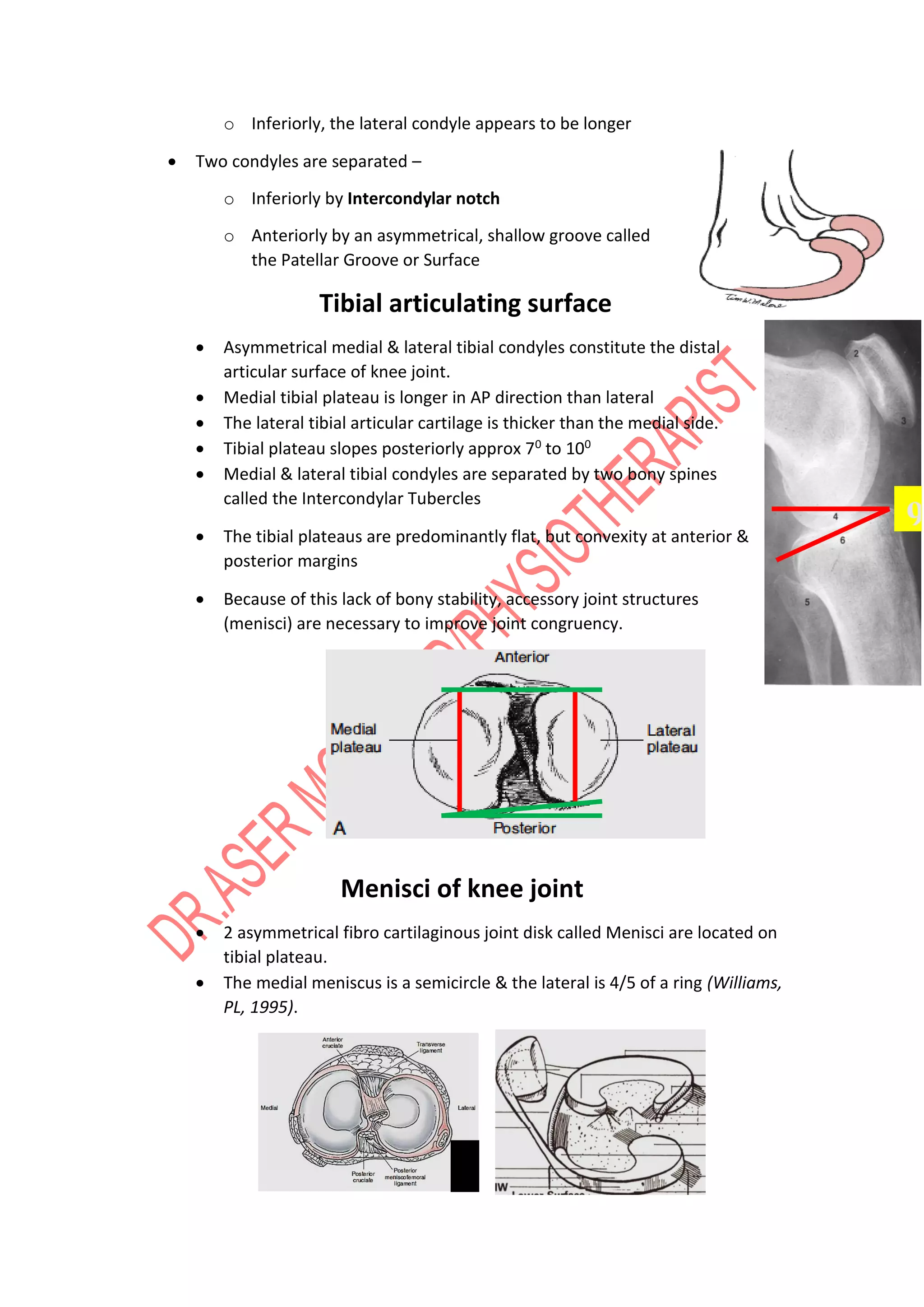 Knee joint | PDF