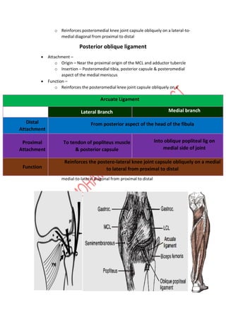 Knee joint | PDF