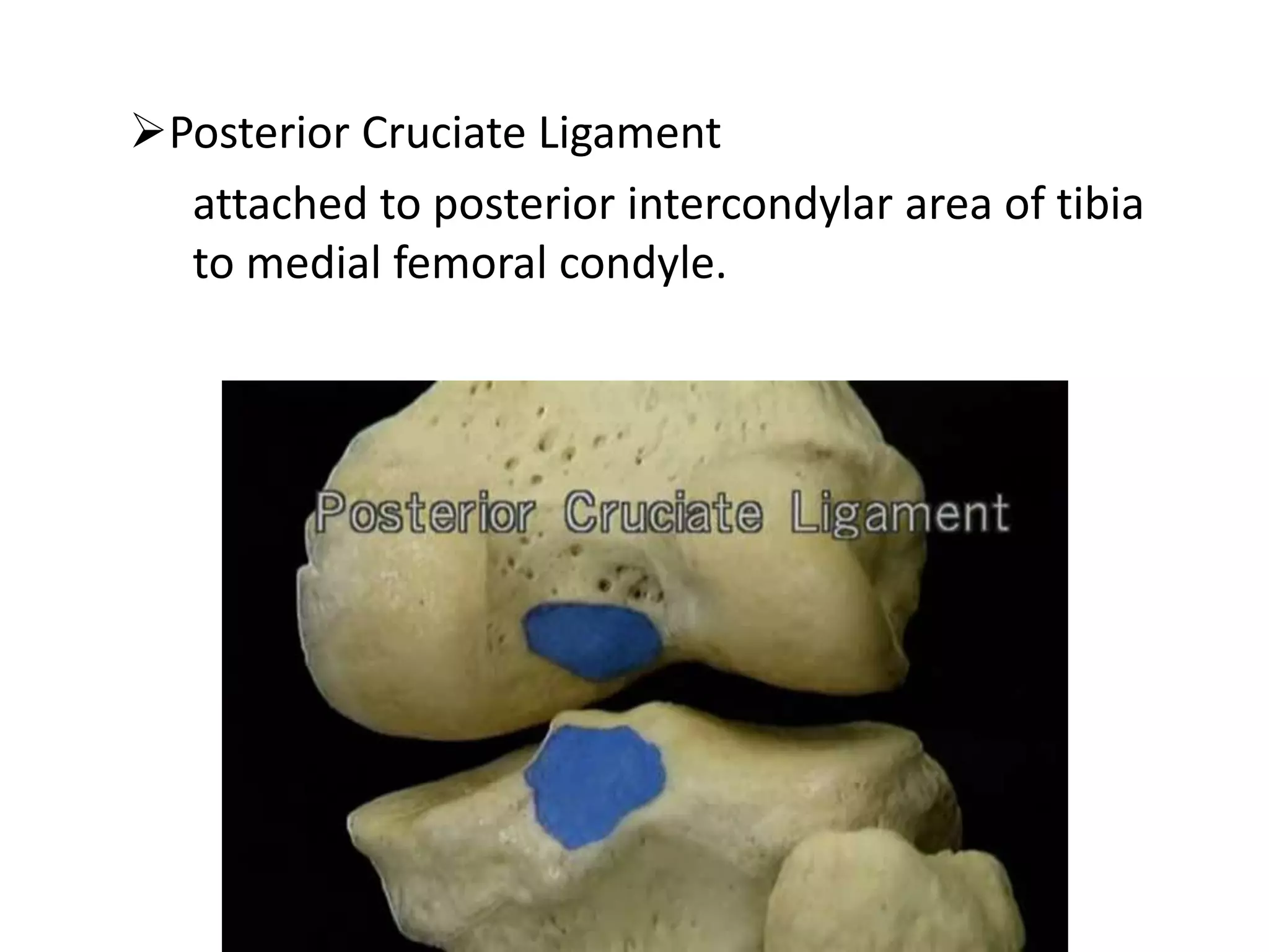 Anatomy and clinical importance of knee joint | PPTX
