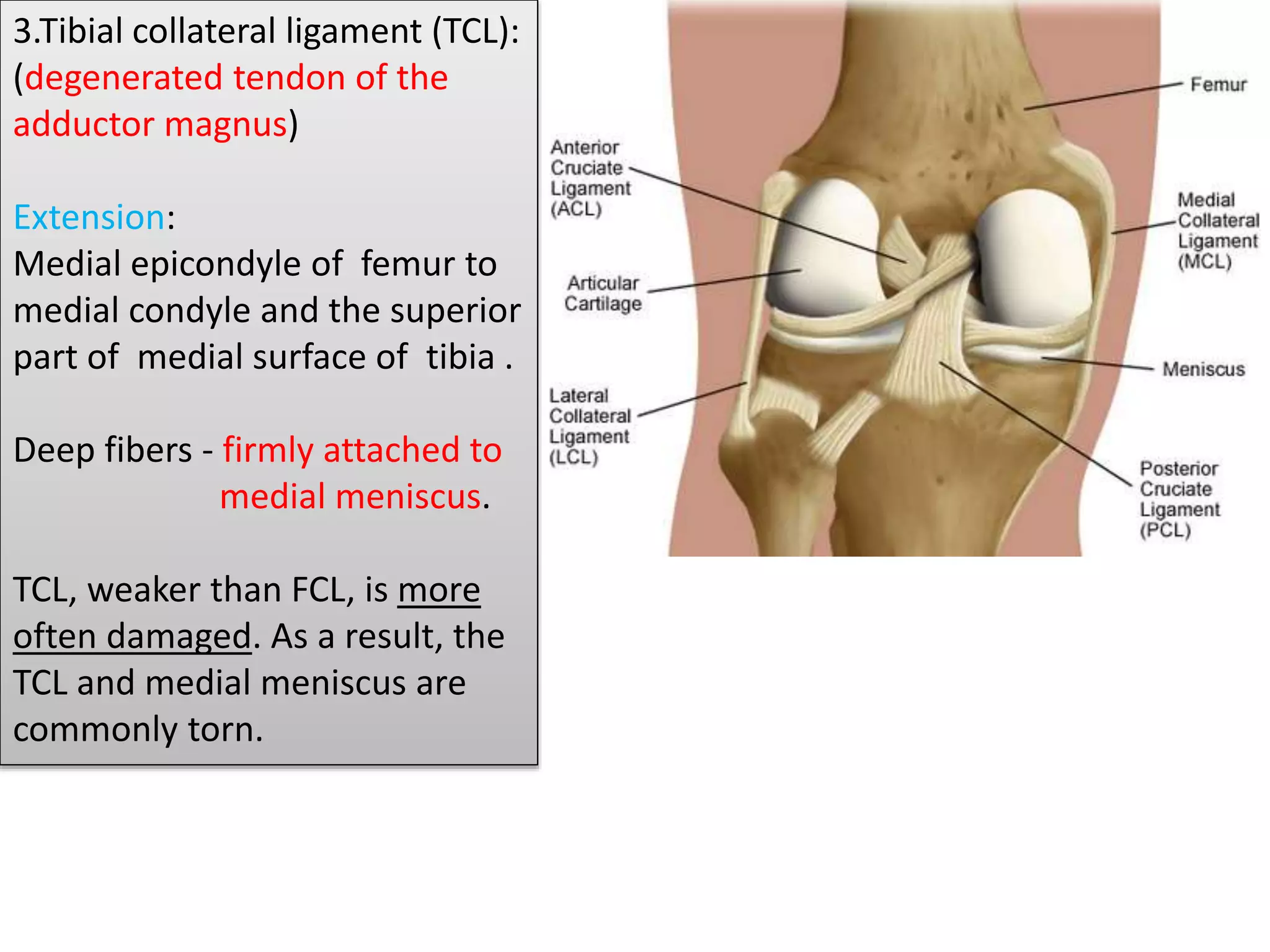 Knee joint | PPTX