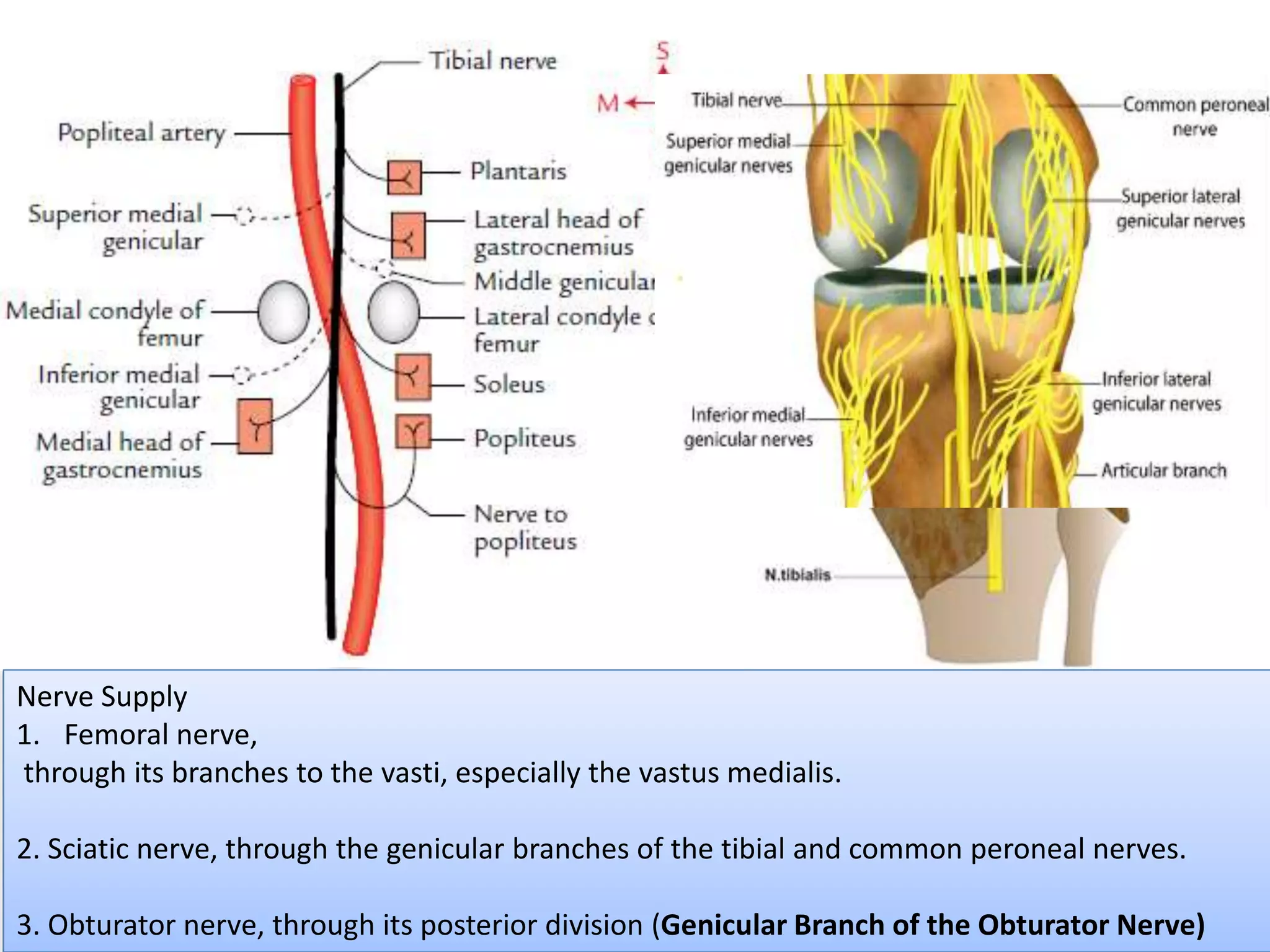 Knee joint | PPTX