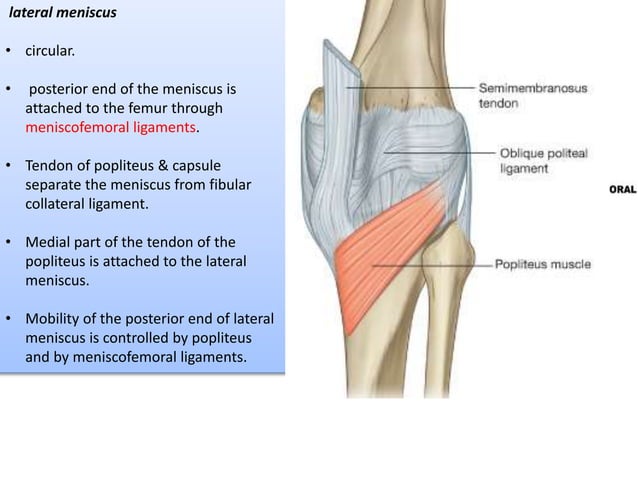 Knee joint | PPT