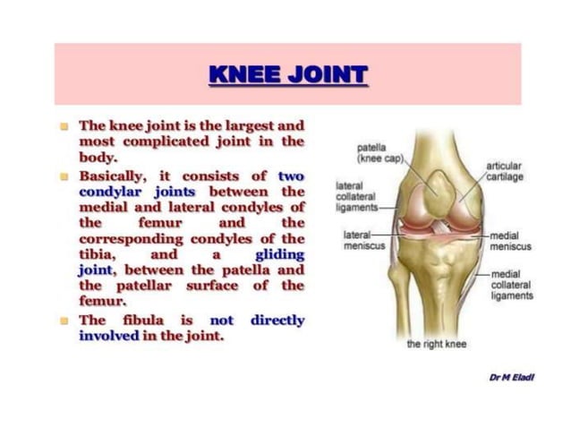 KNEE JOINT.pptx