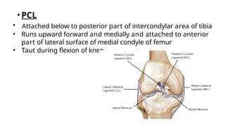Examinatiom of Knee joint and ligament injury.pptx