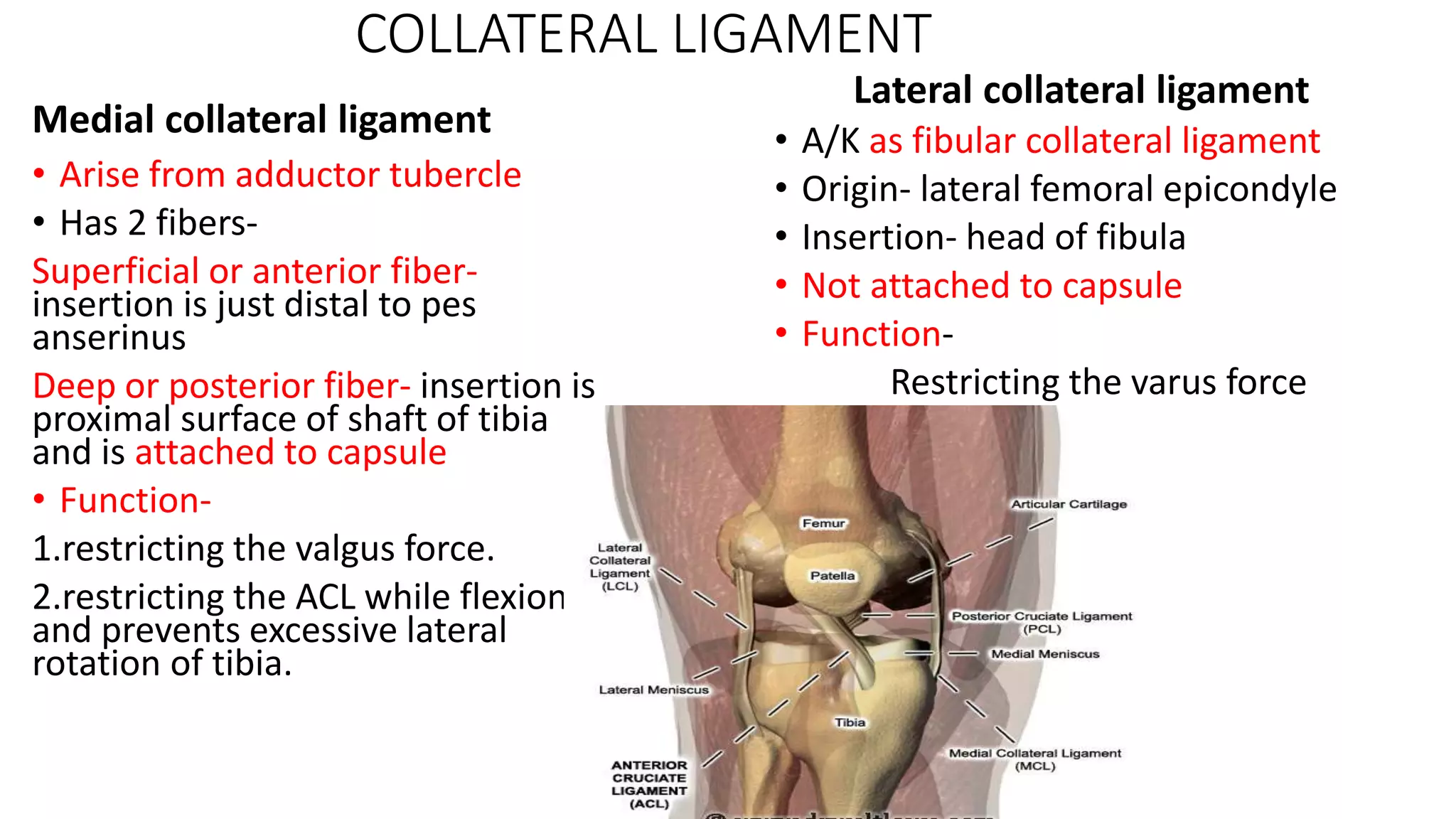 KNEE JOINT-biomeschanics.pptx DR VASU SRIVASTAVA | PPTX
