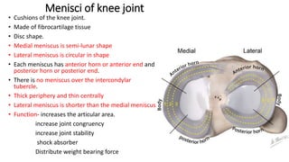 KNEE JOINT-biomeschanics.pptx DR VASU SRIVASTAVA | PPTX