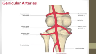 Knee joint(1) | PPTX