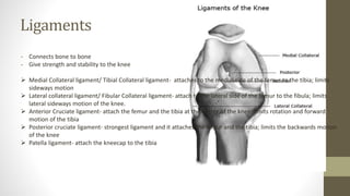 Knee joint(1) | PPTX