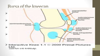 Knee joint(1) | PPT