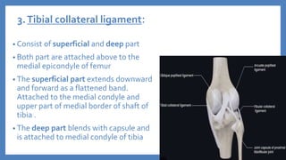 KNEE JOINT (1).pptx .................... | PPTX