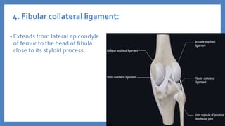 KNEE JOINT (1).pptx .................... | PPTX