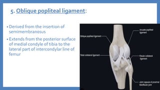 KNEE JOINT (1).pptx .................... | PPTX