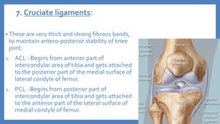 KNEE JOINT (1).pptx .................... | PPTX