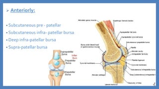 KNEE JOINT (1).pptx .................... | PPTX