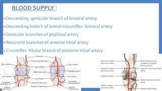 KNEE JOINT (1).pptx .................... | PPTX