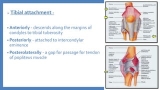 KNEE JOINT (1).pptx .................... | PPTX