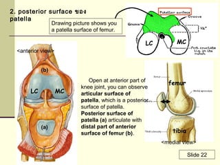 Kneejoint2 | PPT