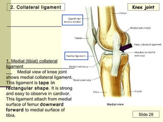 Kneejoint2 | PPT