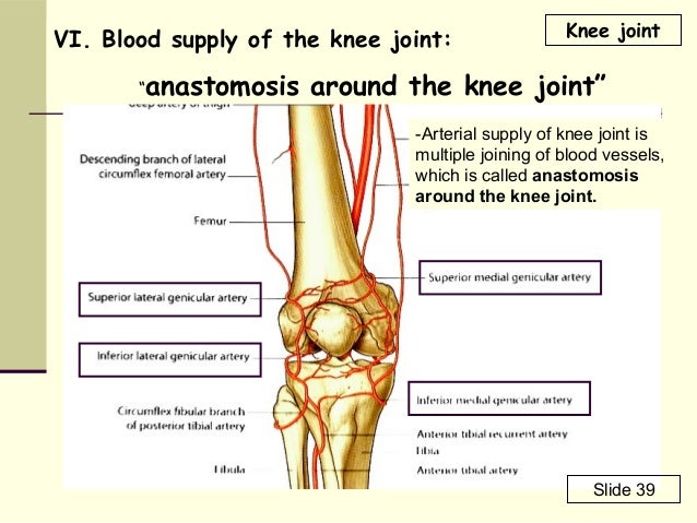 Kneejoint2