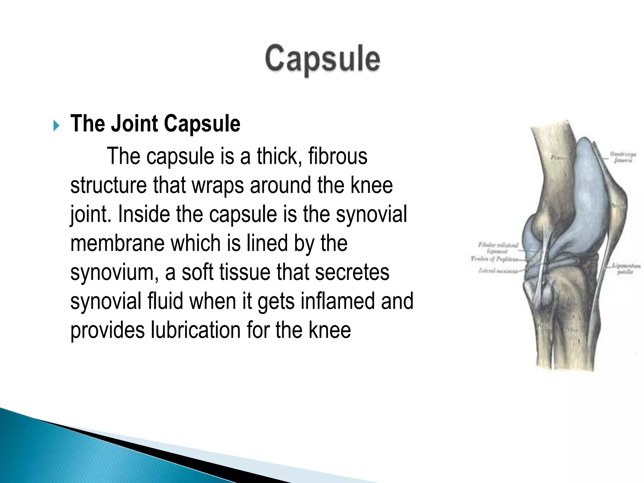 Knee joint by insha ur rahman | PPTX