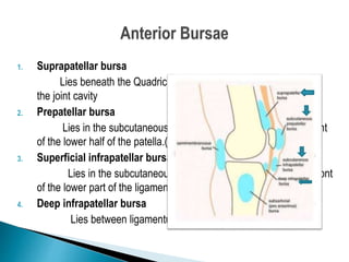Knee joint by insha ur rahman | PPT