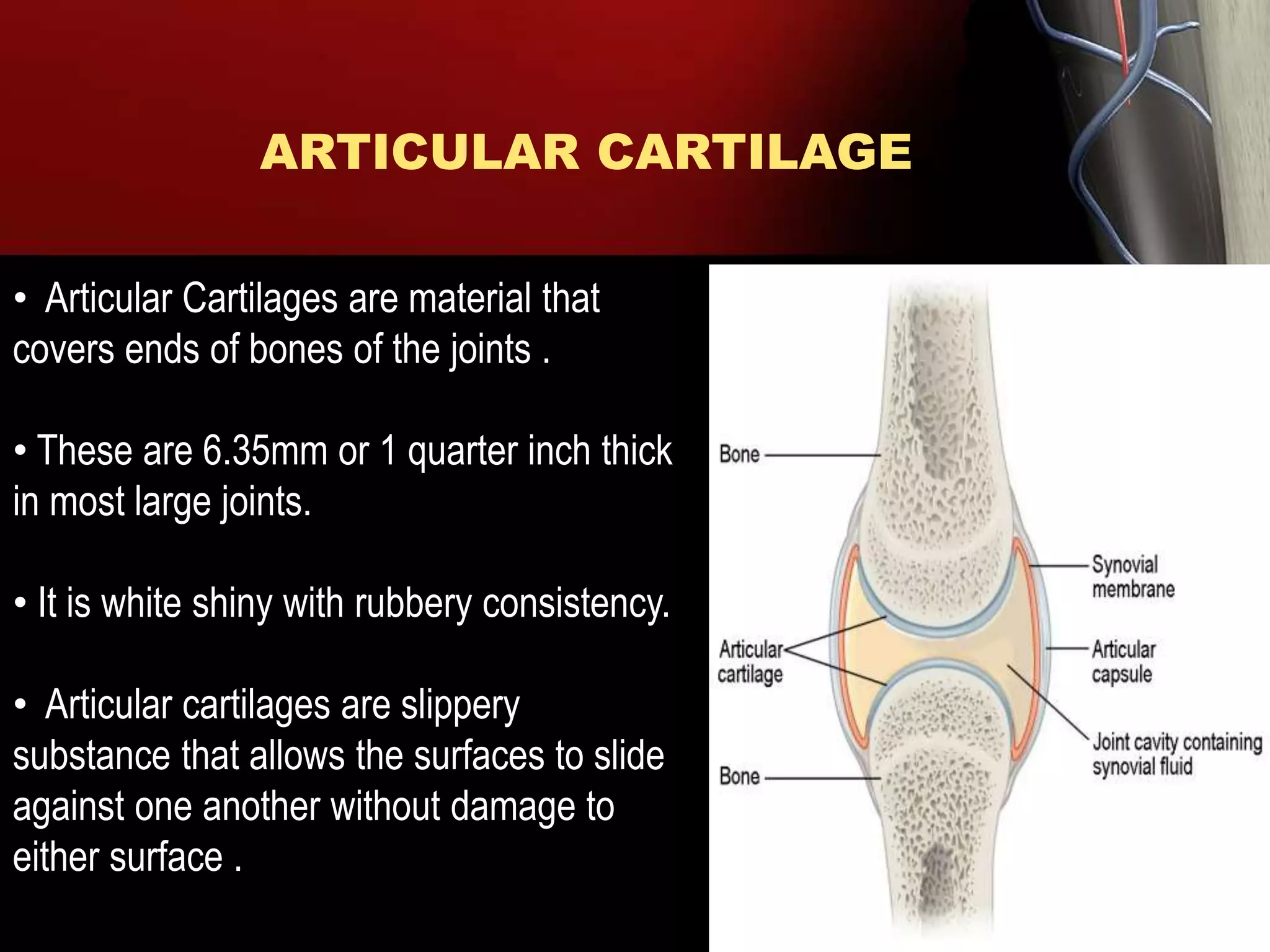 ANATOMY OF KNEE JOINT | PPTX
