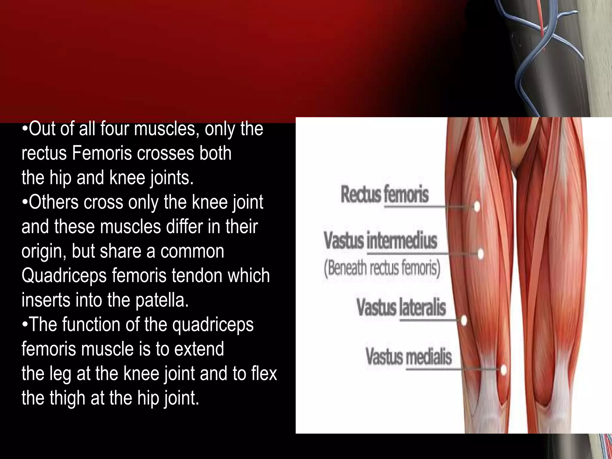 ANATOMY OF KNEE JOINT | PPTX