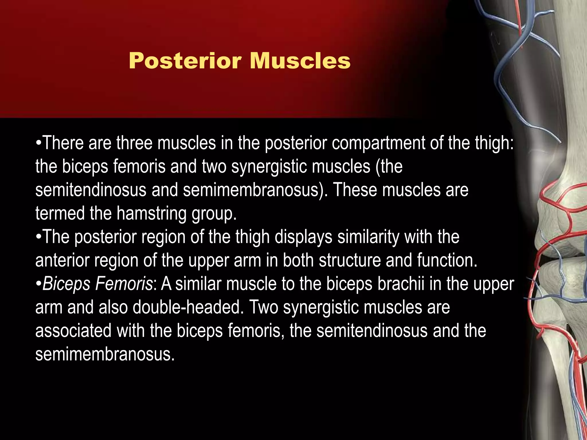 ANATOMY OF KNEE JOINT | PPTX