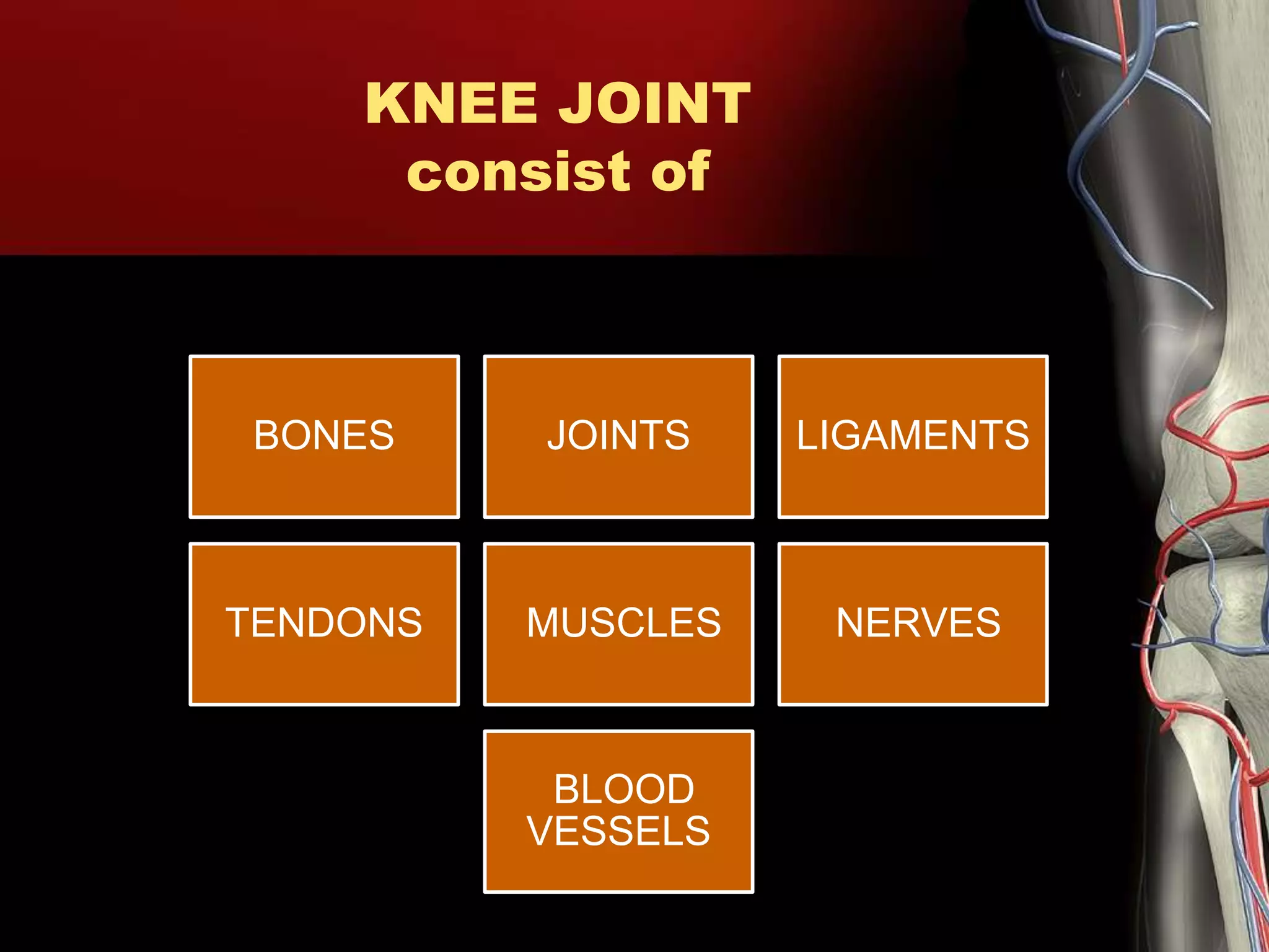 ANATOMY OF KNEE JOINT | PPTX
